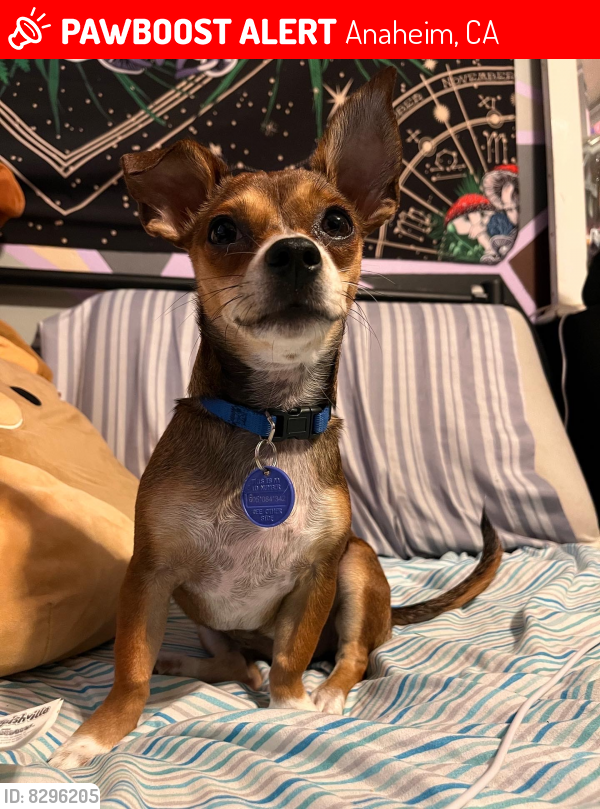 Anaheim, CA Lost Female Dog, Itsy Is Missing | PawBoost