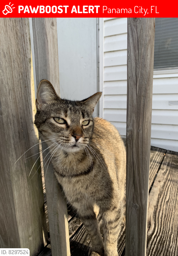 Panama City, FL Lost Female Cat, Peppers Is Missing | PawBoost