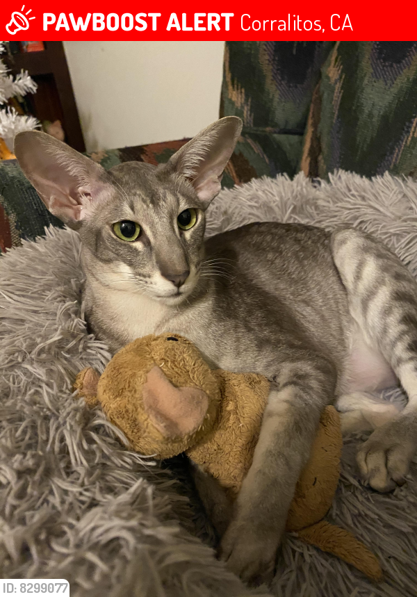 Corralitos, CA Lost Female Cat, Hazel Is Missing | PawBoost