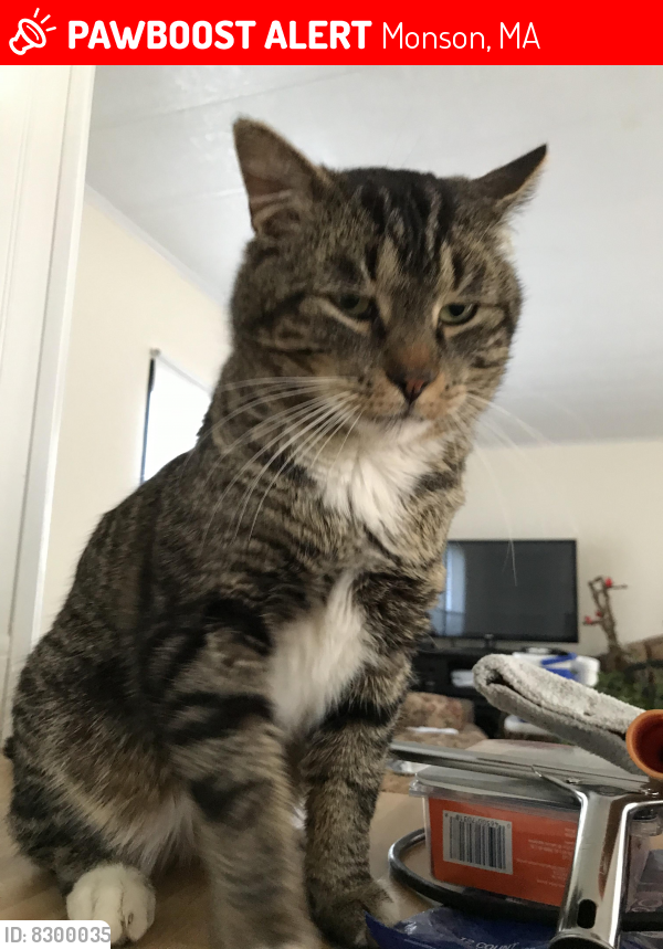 Monson, MA Lost Male Cat, Tc Is Missing | PawBoost