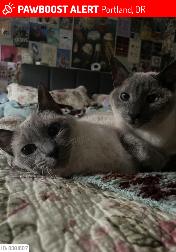 Portland, OR Lost Female Cat, Kona Is Missing | PawBoost