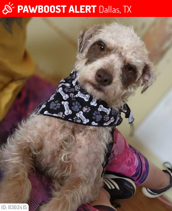 Lost Male Dog in Dallas, TX 75252 Named BANDIT (ID: 8302415) | PawBoost