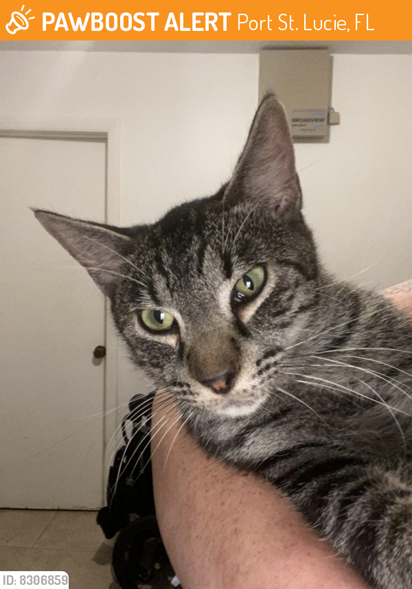 Found/Stray Male Cat in Port St. Lucie, FL 34983 (ID: 8306859) | PawBoost