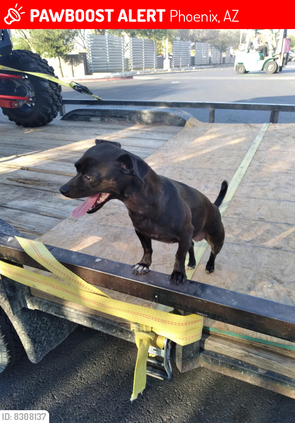 Phoenix, AZ Lost Female Dog, Candela Is Missing | PawBoost