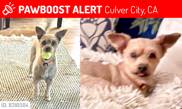 Culver City, CA Lost Male Dog, Teddy Is Missing | PawBoost