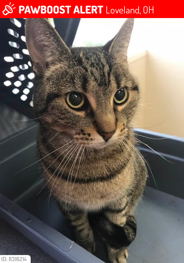 Loveland, OH Lost Female Cat, Cuddy Is Missing | PawBoost