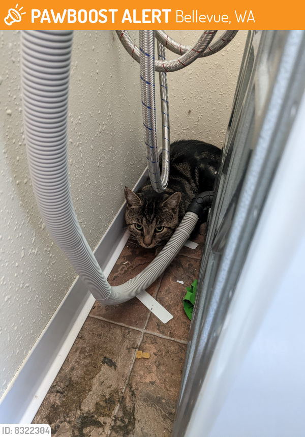 Rehomed Male Cat in Bellevue, WA 98008 (ID: 68322304) | PawBoost