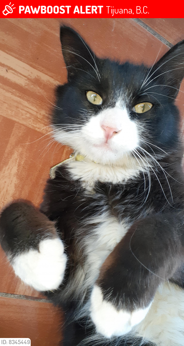 Tijuana, B.C. Lost Male Cat, Piripoch Is Missing | PawBoost
