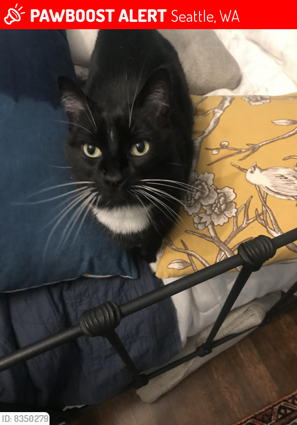 Seattle Wa Lost Male Cat Harry Is Missing Pawboost