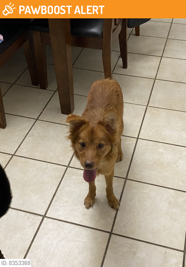 Found/Stray Male Dog in South Miami Heights, FL 33157 (ID: 8353369 ...