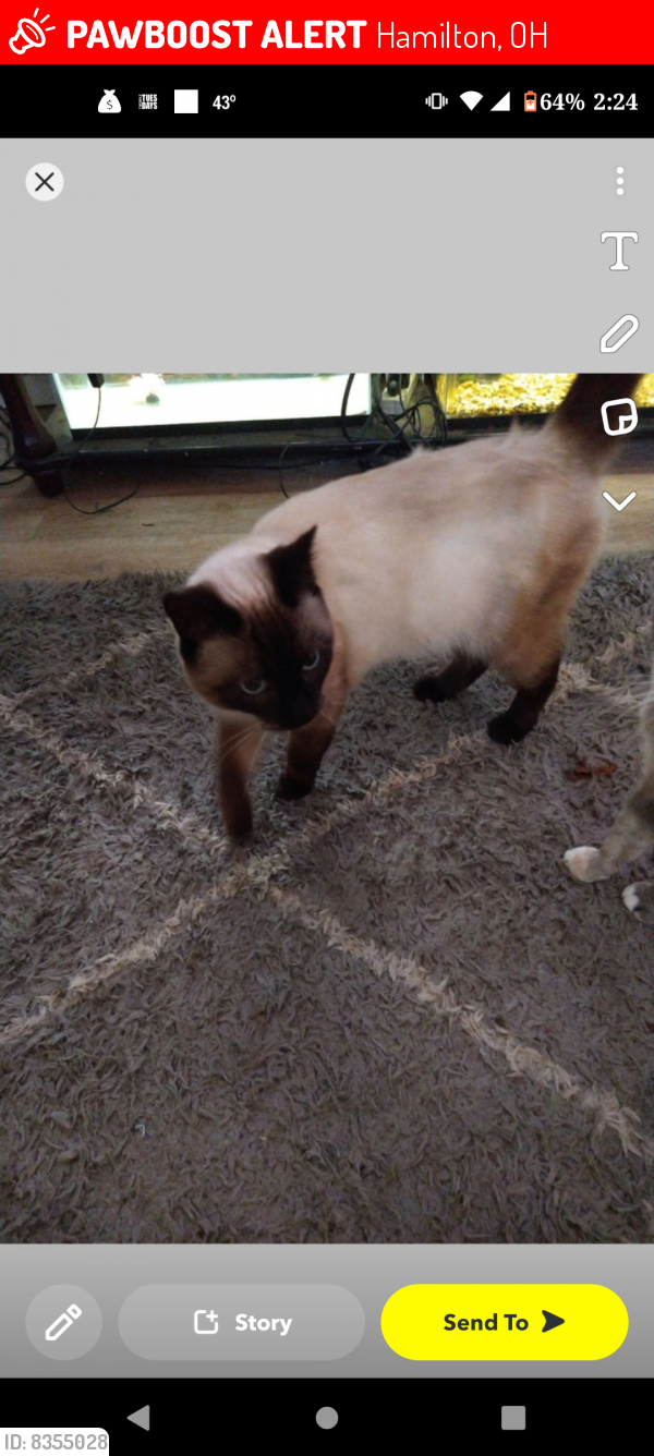 Hamilton, OH Lost Male Cat, Mello Is Missing | PawBoost