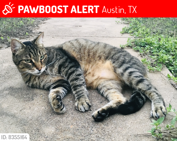 Lost Male Cat in Austin, TX 78721 Named Toby (ID: 8355164) | PawBoost