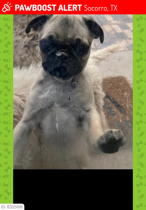 Socorro, TX Lost Female Dog, Pickles Is Missing | PawBoost