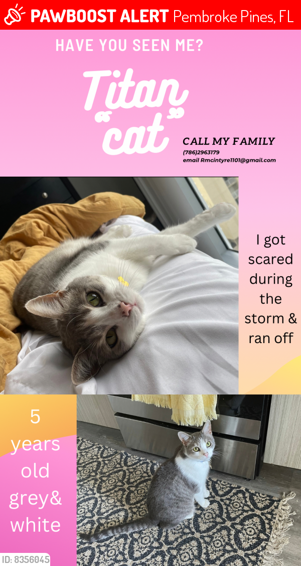 Pembroke Pines, FL Lost Male Cat, Titan “Cat” Is Missing | PawBoost