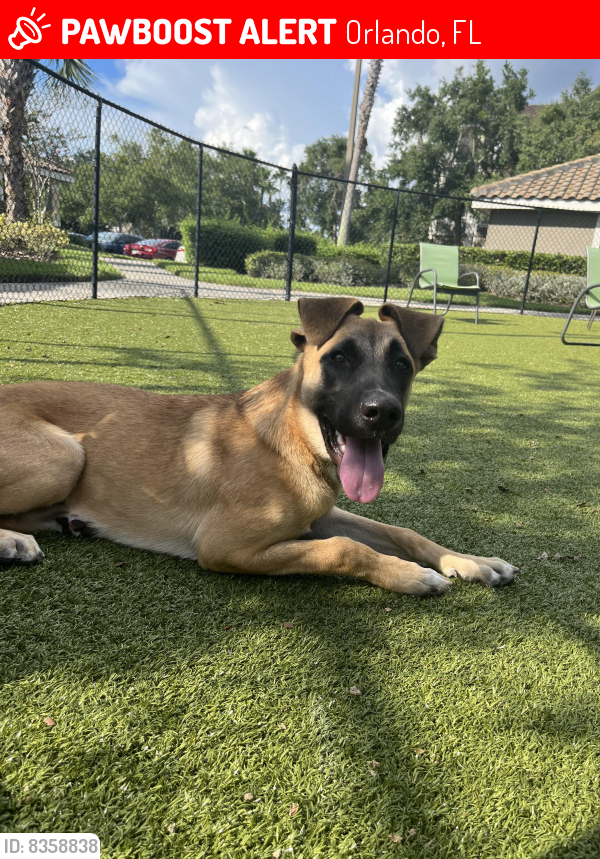 Lost Male Dog in Orlando, FL 32821 Named Fonzie (ID: 8358838) | PawBoost