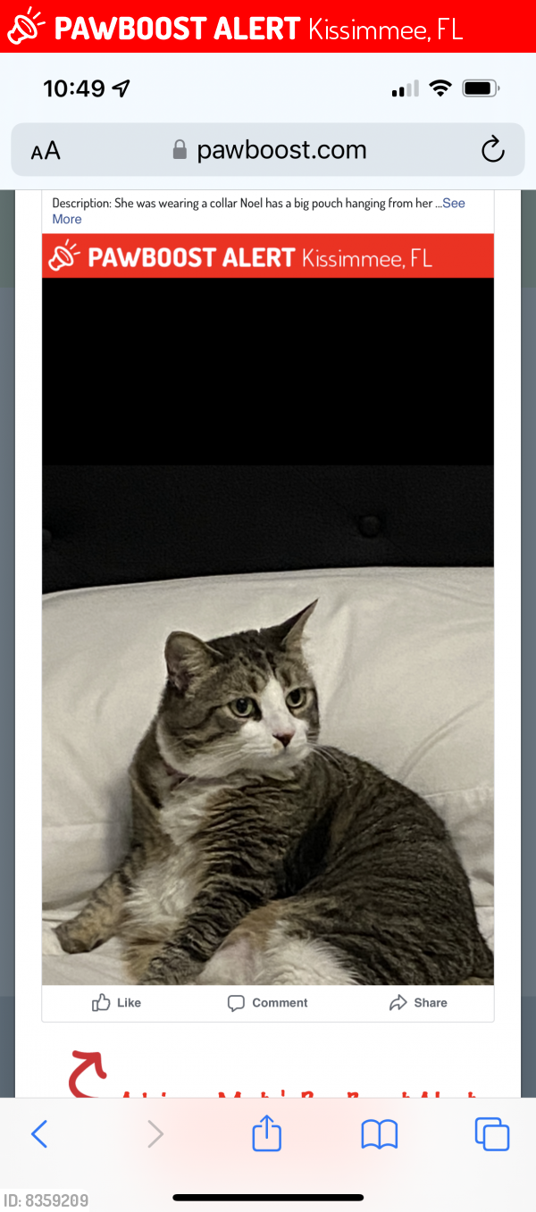 Lost Female Cat in Kissimmee, FL 34744 Named Noel (ID: 8359209) | PawBoost