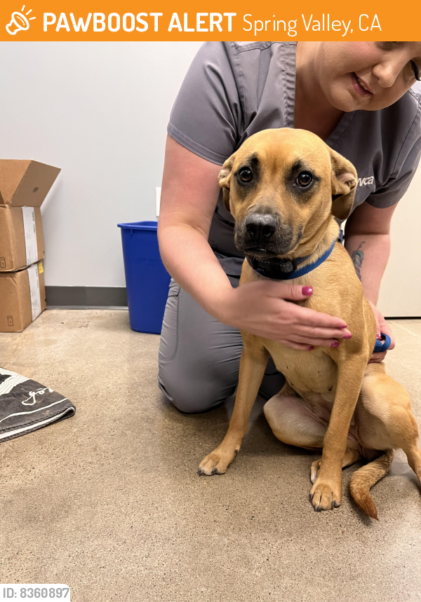 Spring Valley, CA Stray Female Dog Found Near Spring Valley Freeway ...