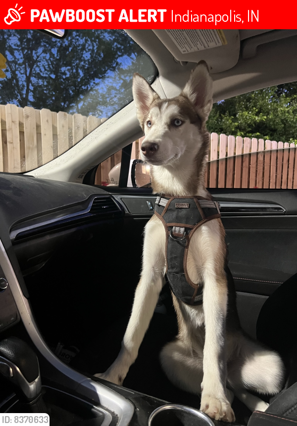 Indianapolis, IN Lost Female Dog, Hazel Is Missing | PawBoost