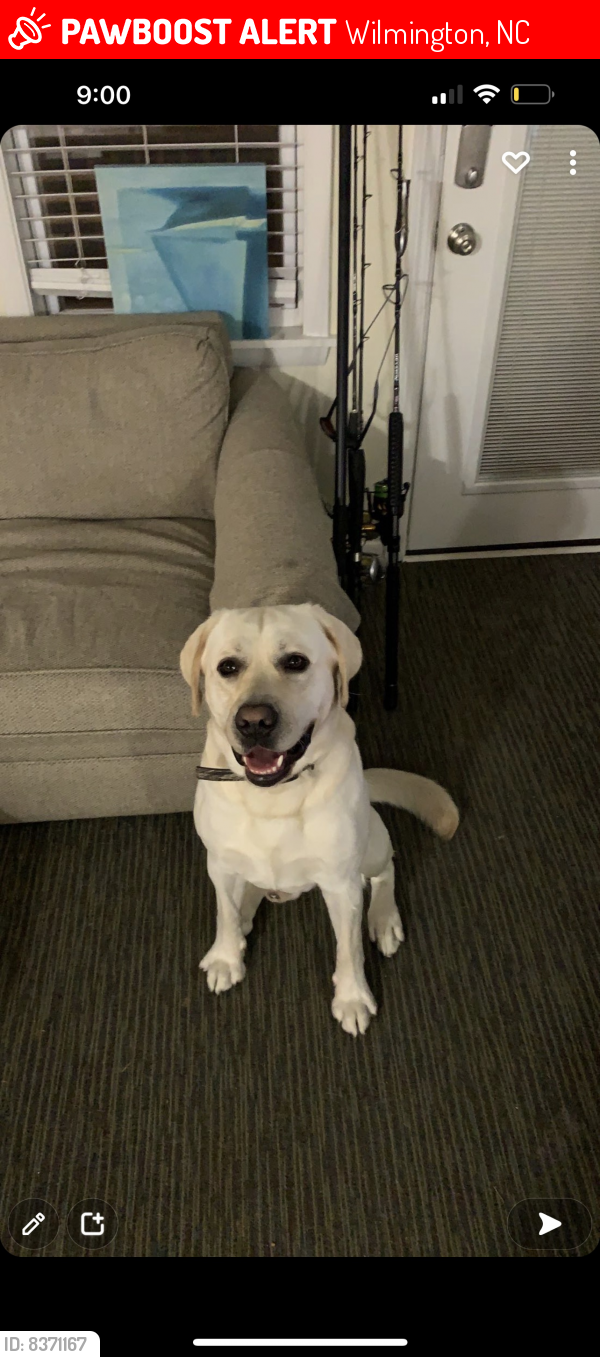 Wilmington, NC Lost Male Dog, Grady Is Missing | PawBoost