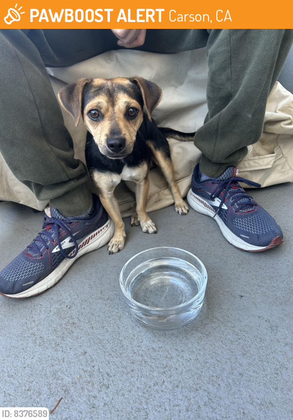 Rehomed Male Dog in Carson, CA 90745 (ID: 8376589) | PawBoost