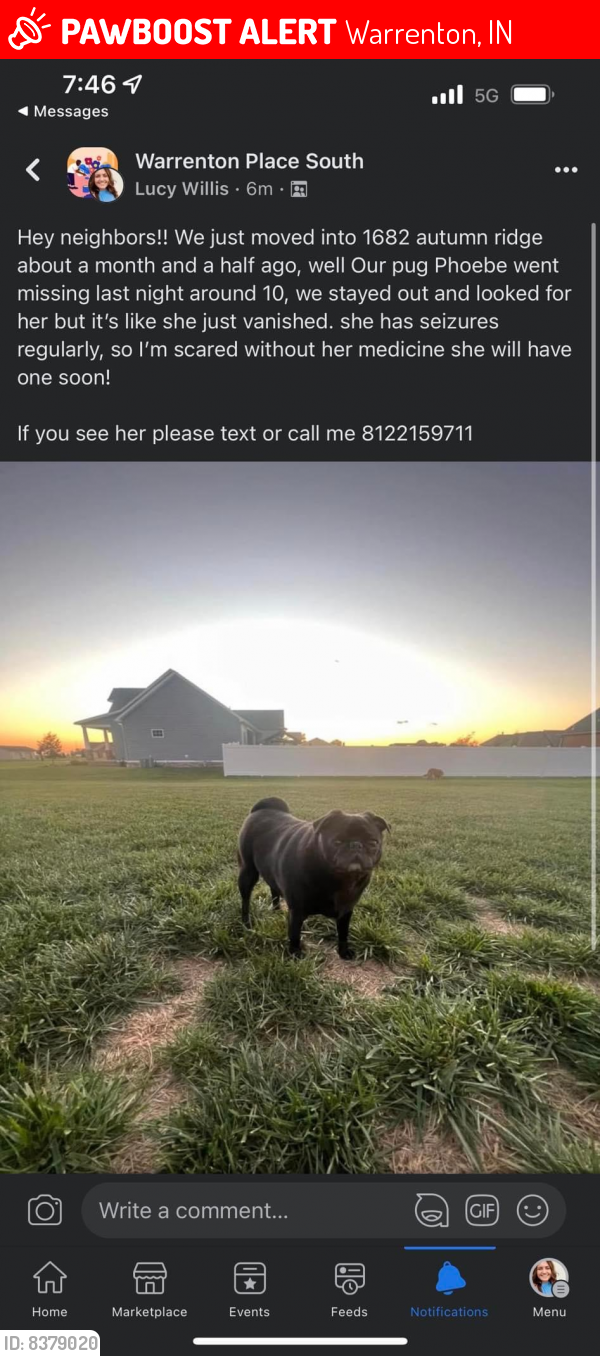 Warrenton, IN Lost Female Dog, Phoebe Is Missing | PawBoost