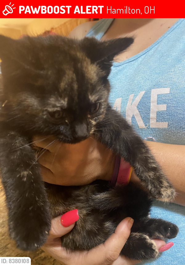Hamilton, OH Lost Female Cat, Black Knight Is Missing | PawBoost