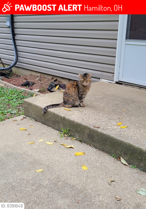 Hamilton, OH Lost Female Cat, Lily Is Missing | PawBoost