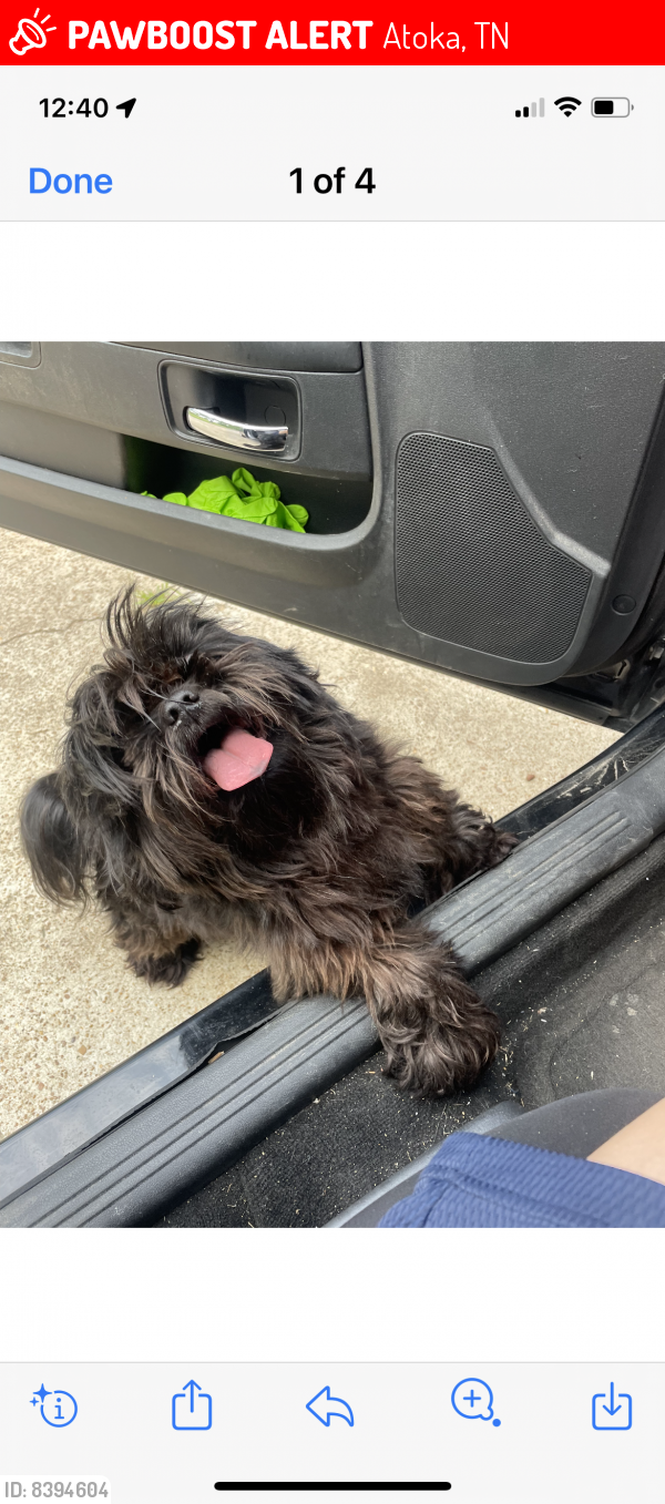 Atoka, TN Lost Male Dog, Moo Is Missing | PawBoost