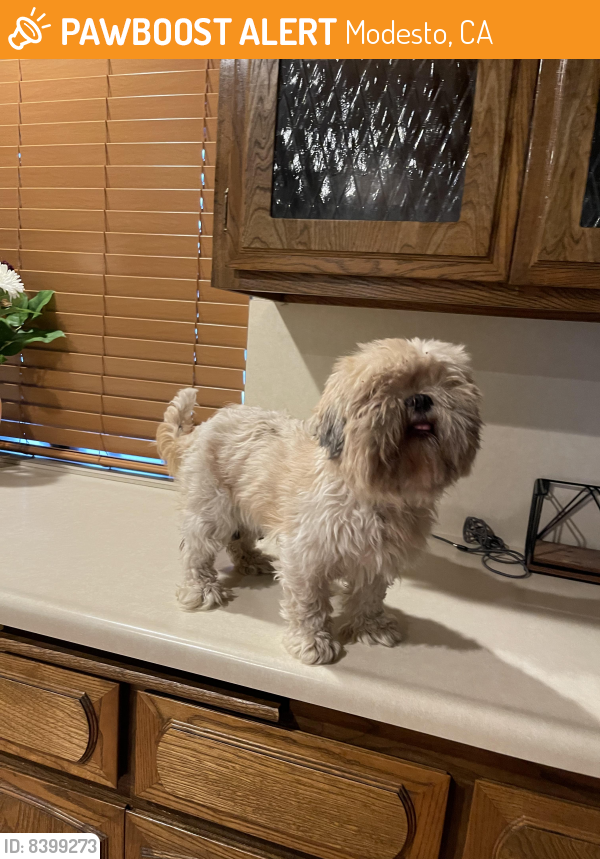Found/Stray Female Dog in Modesto, CA 95354 (ID: 8399273) | PawBoost