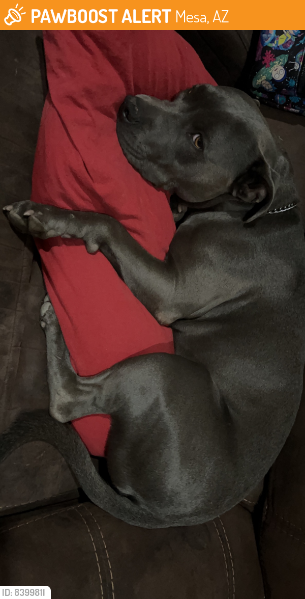 Found/Stray Male Dog in Mesa, AZ 85210 (ID: 8399811) | PawBoost