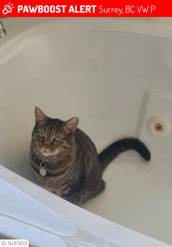 Lost Male Cat in Surrey, BC V3W 1P2 Named Fitz (ID: 8403013) | PawBoost