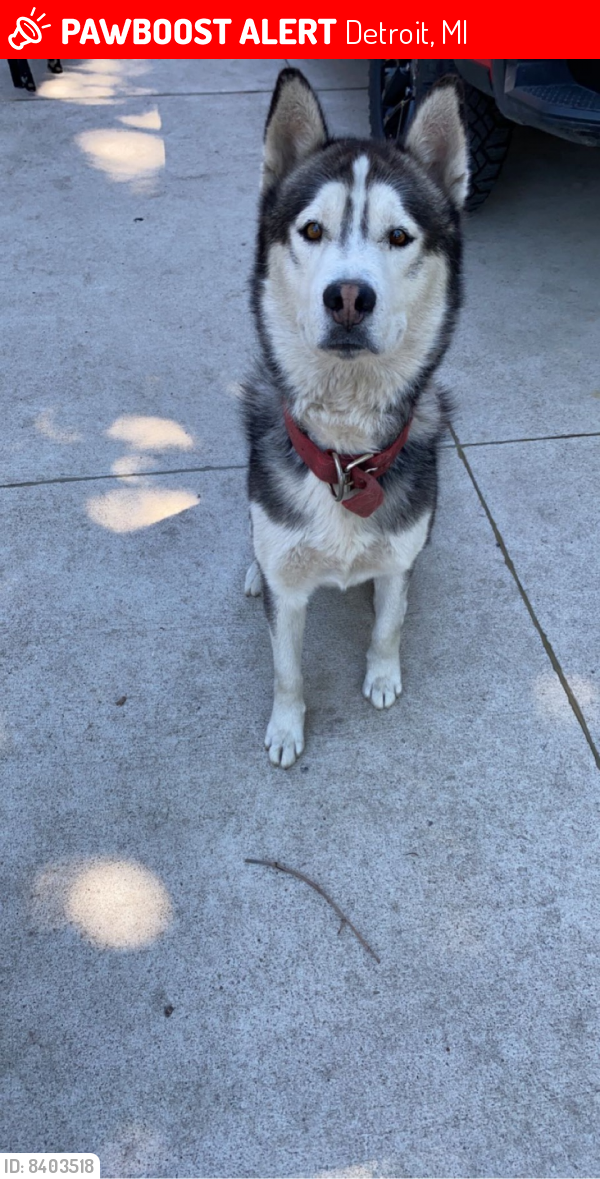 Detroit, MI Lost Male Dog, Togo Is Missing | PawBoost