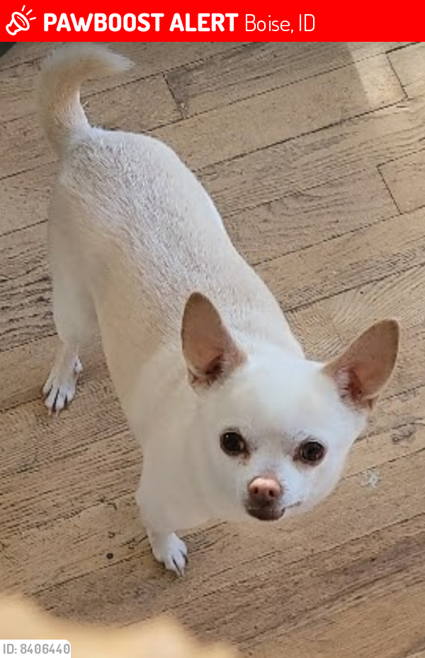 Boise, ID Lost Male Dog, Ozzie Is Missing | PawBoost