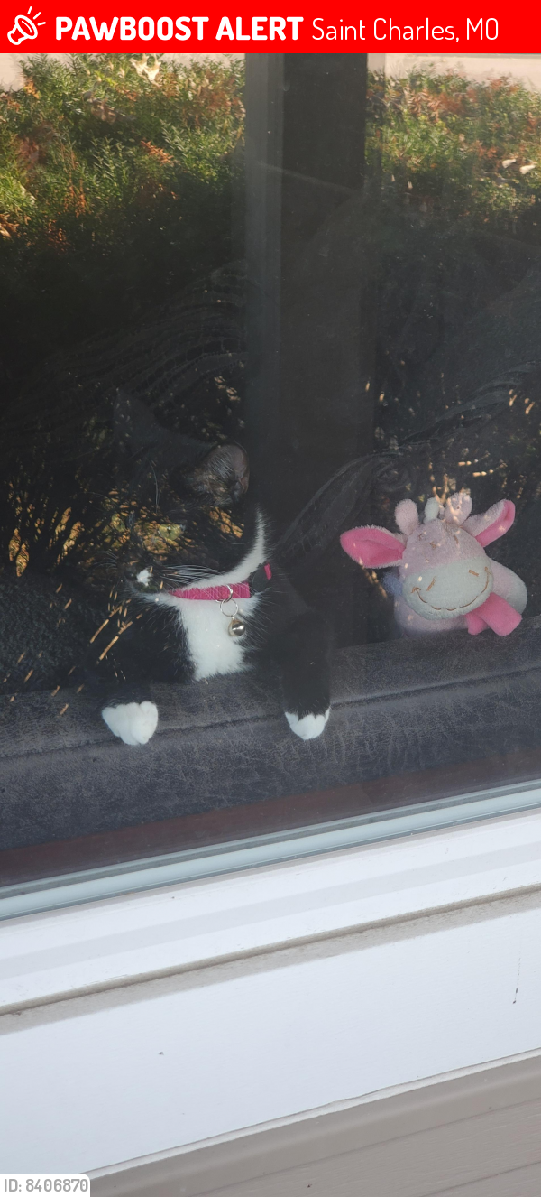 Saint Charles, MO Lost Female Cat, Nyla Is Missing | PawBoost