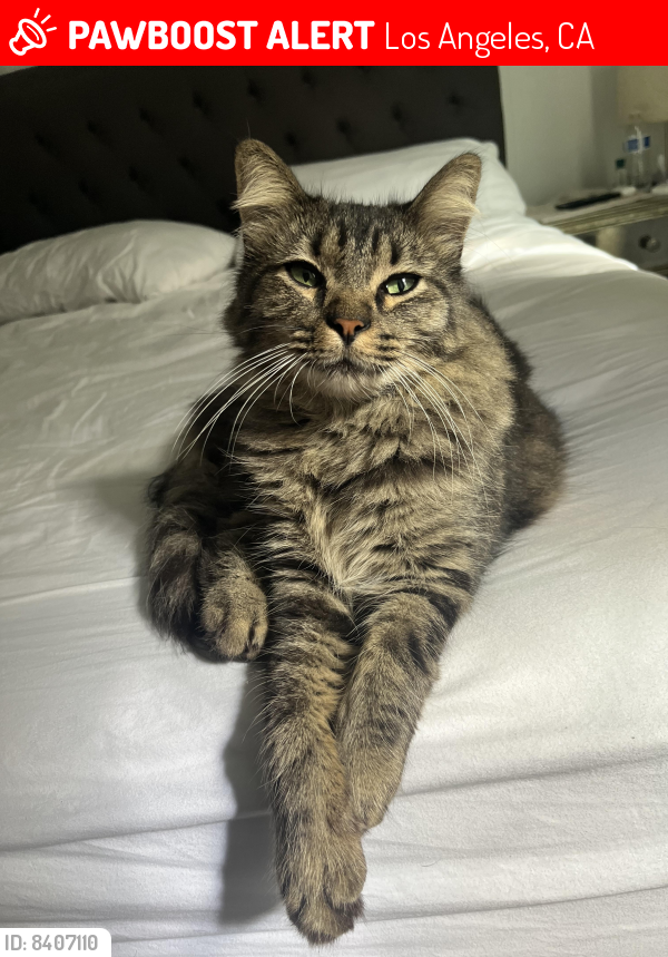 Lost Male Cat in Los Angeles, CA 91605 Named River (ID: 8407110) | PawBoost