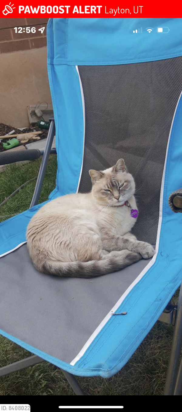 Layton, UT Lost Female Cat, Snowball/kitty Is Missing | PawBoost