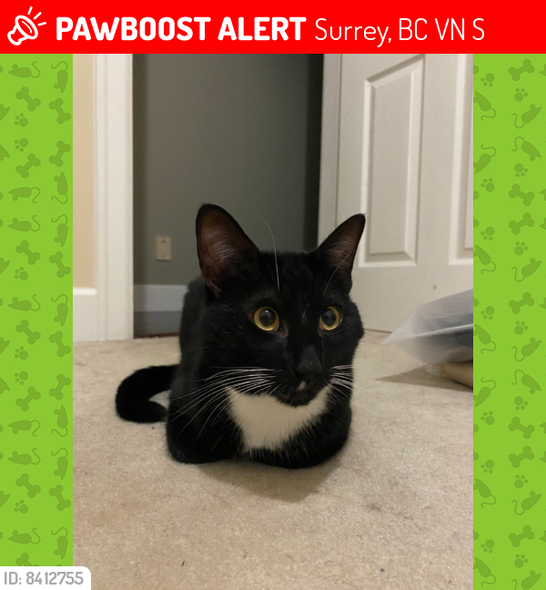 Lost Female Cat in Surrey, BC V4N 4S3 Named Mila (ID: 8412755) | PawBoost