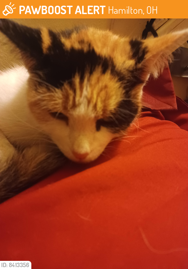 Hamilton, OH Stray Female Cat Found Near Front street | PawBoost