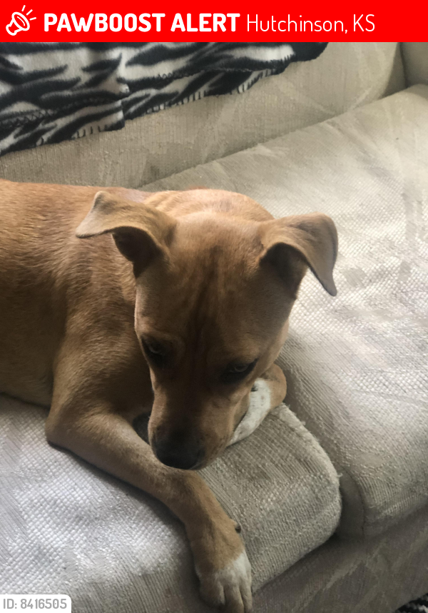 Hutchinson, KS Lost Female Dog, Molly Is Missing | PawBoost