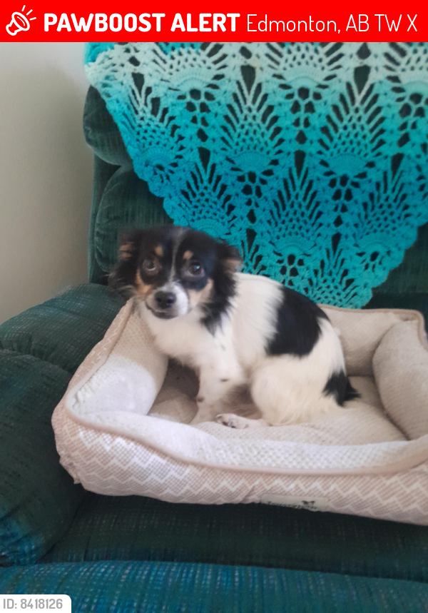 Lost Female Dog in Edmonton, AB T5W 2X7 Named Nibbles (ID: 8418126 ...