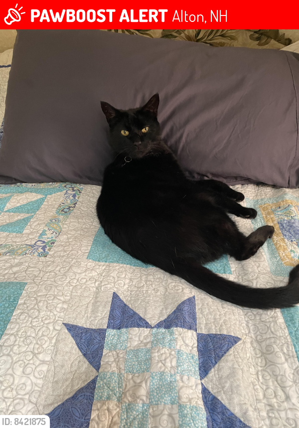 Alton, NH Lost Male Cat, Bullett Is Missing | PawBoost