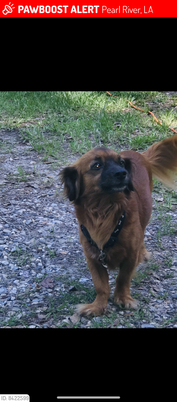 Lost Male Dog in Pearl River, LA 70452 Named Tazz (ID: 8422599) | PawBoost