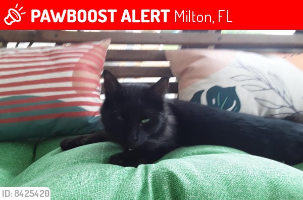 Lost Male Cat in Milton, FL 32583 Named Frank (ID: 8425420) | PawBoost