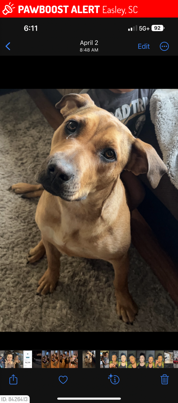 Lost Female Dog in Easley, SC 29642 Named Ruthie (ID: 8426413) | PawBoost