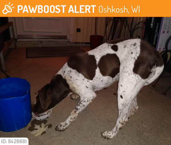 Oshkosh, WI Stray Female Dog Found Near County Road Z and Hwy 41 | PawBoost