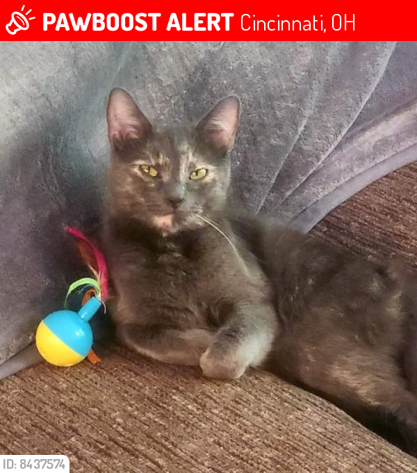 Cincinnati, OH Lost Female Cat, Sad Eyes Is Missing | PawBoost