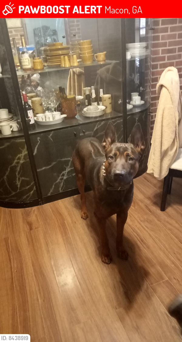 Macon, GA Lost Male Dog, Ben Is Missing | PawBoost