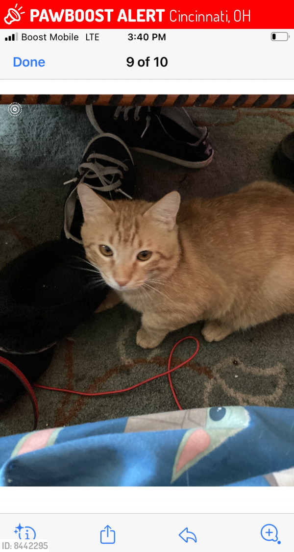 Cincinnati, OH Lost Male Cat, Garfield Is Missing | PawBoost