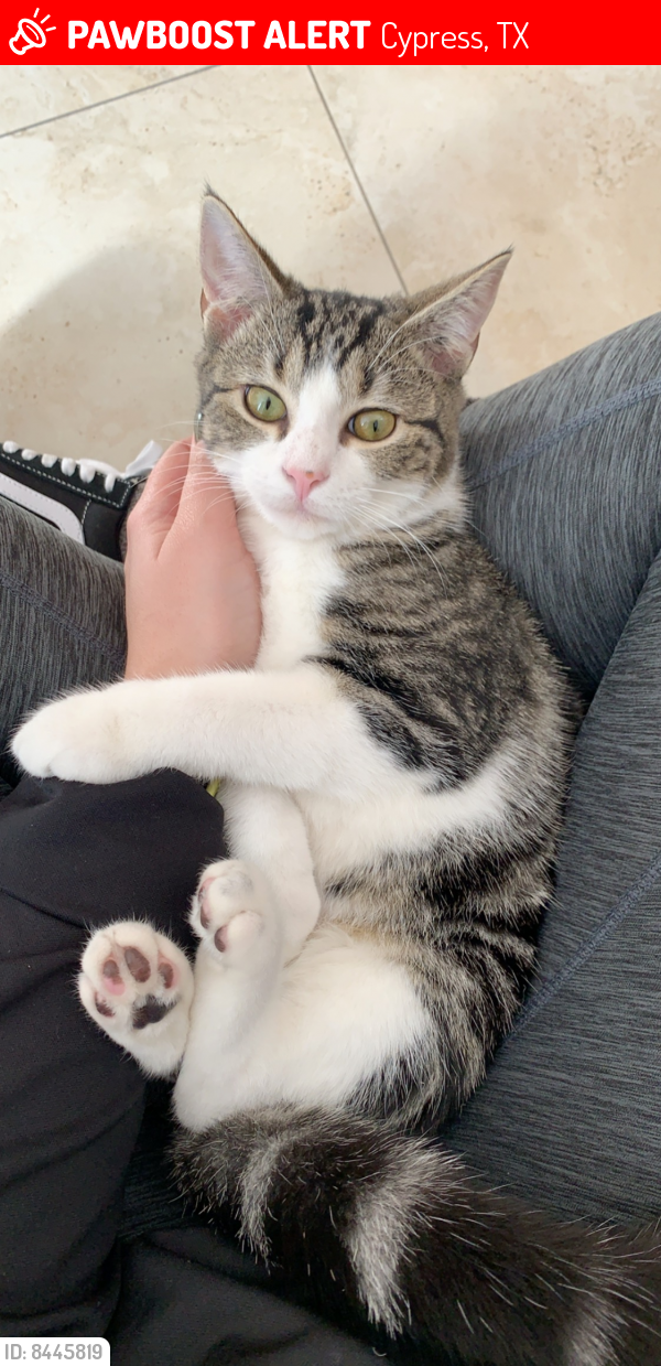 Cypress, TX Lost Male Cat, Milo Danab Is Missing | PawBoost
