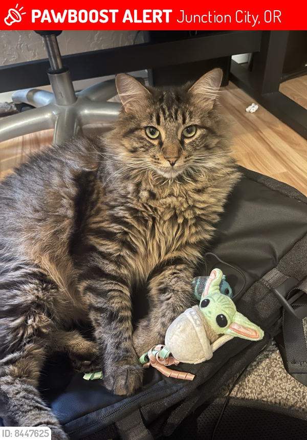 Junction City, OR Lost Male Cat, Meeko Is Missing | PawBoost